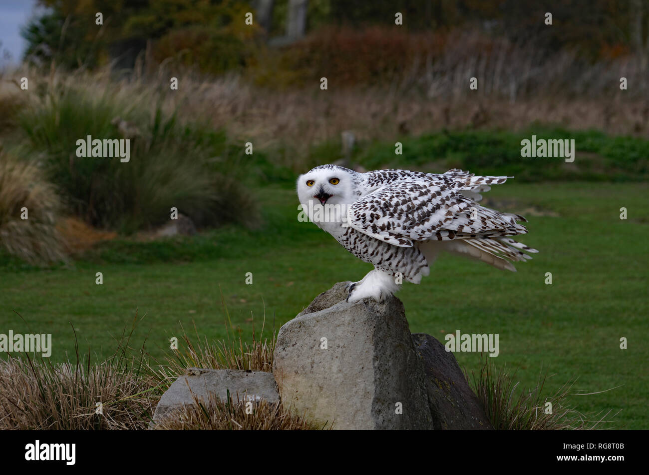 Snowy owl at the Hawk Conservancy Stock Photo - Alamy