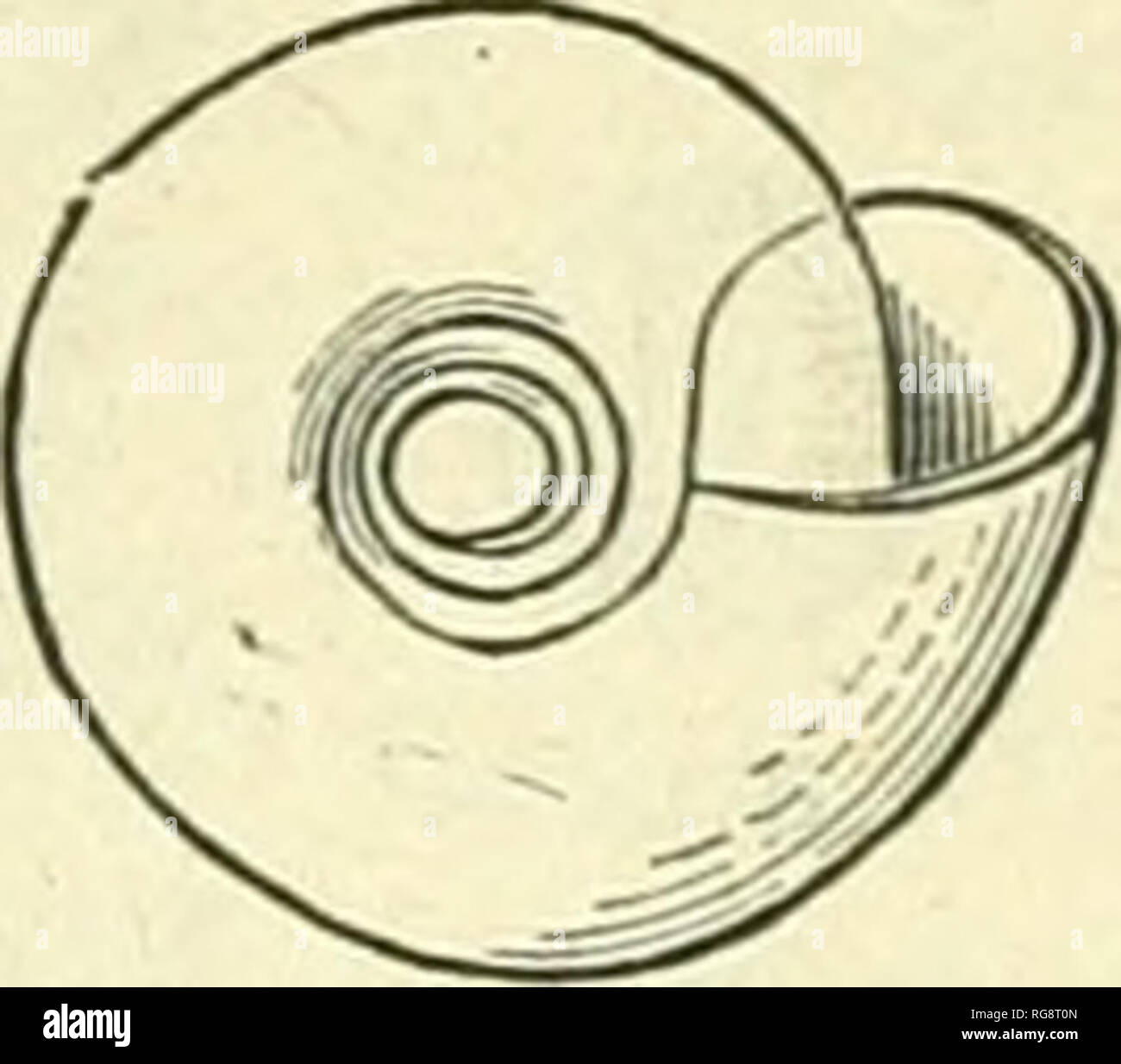 Gonostoma species hi-res stock photography and images - Alamy