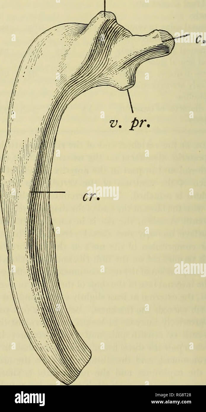Bifurcated rib hi-res stock photography and images - Alamy