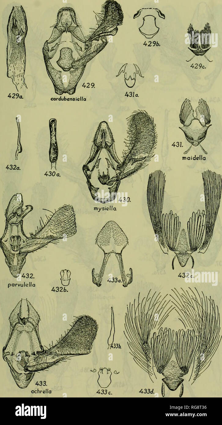 . Bulletin - United States National Museum. Science. AMERICAN MOTHS OF ...