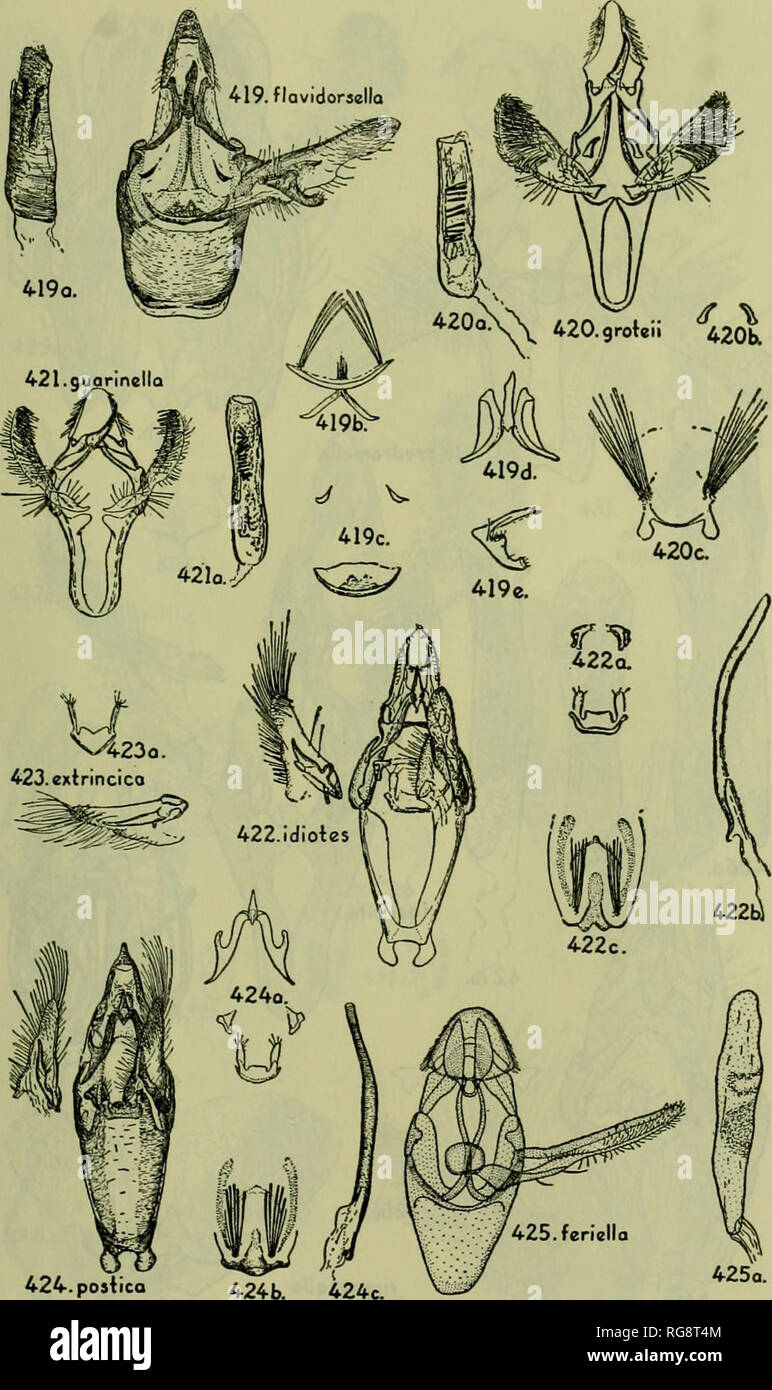Gnathos hi-res stock photography and images - Alamy