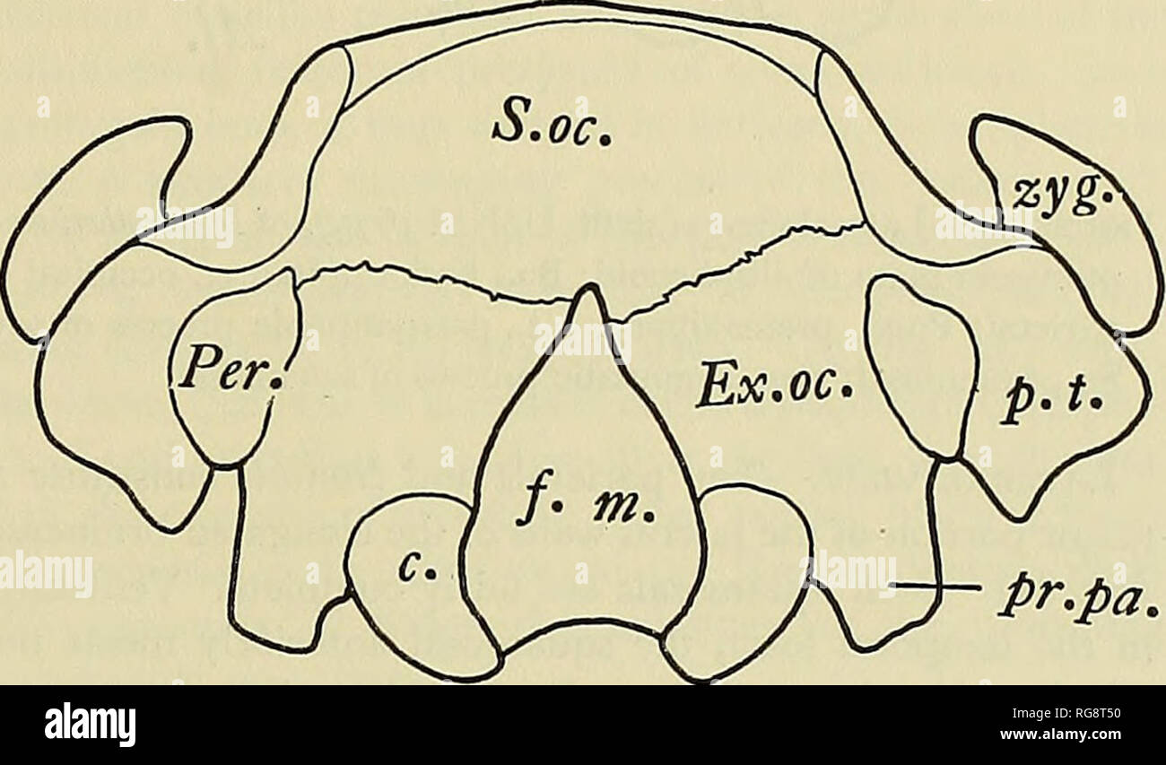 Metaxytherium hi-res stock photography and images - Alamy