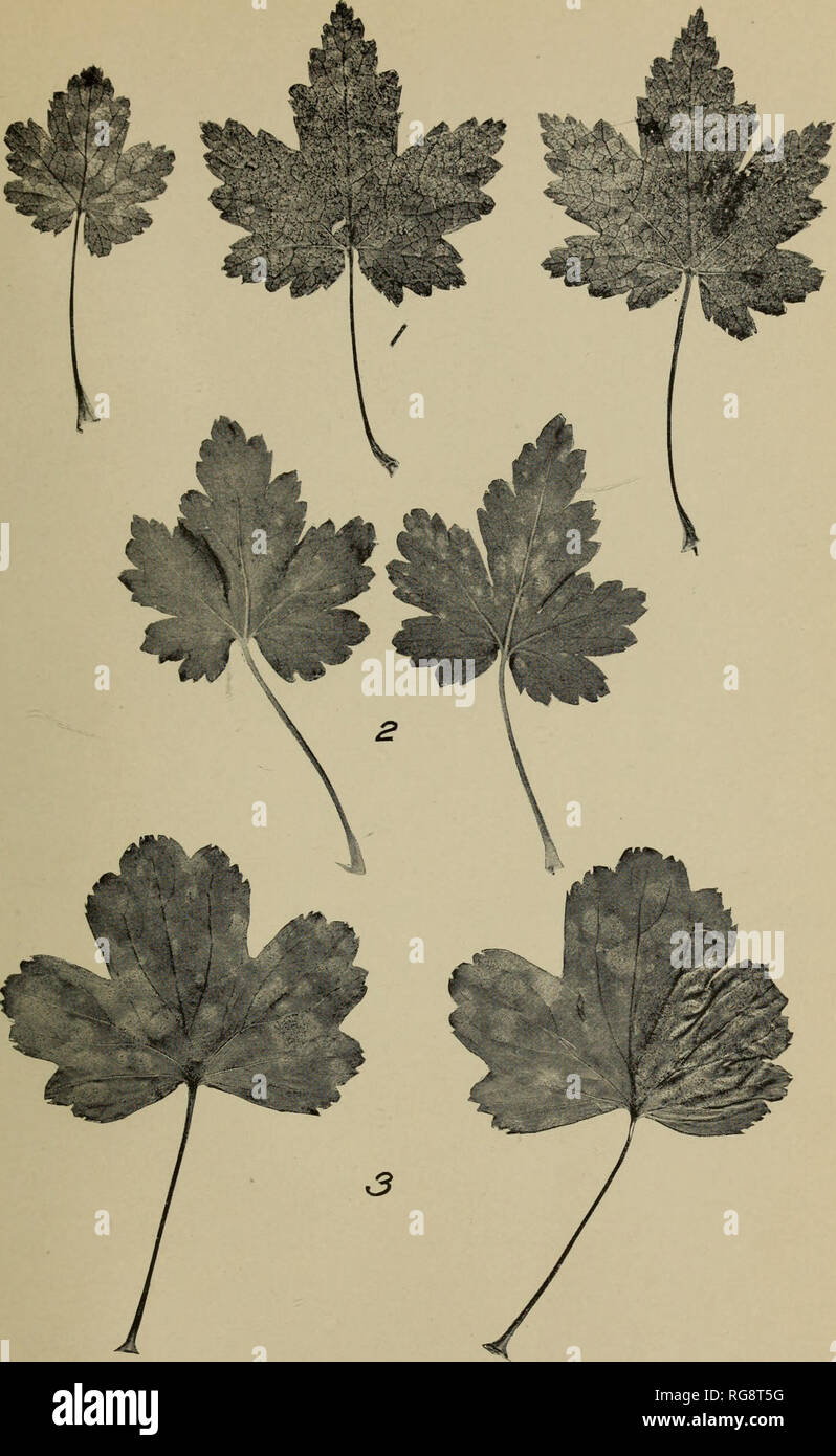 Etiolated plant hi-res stock photography and images - Alamy