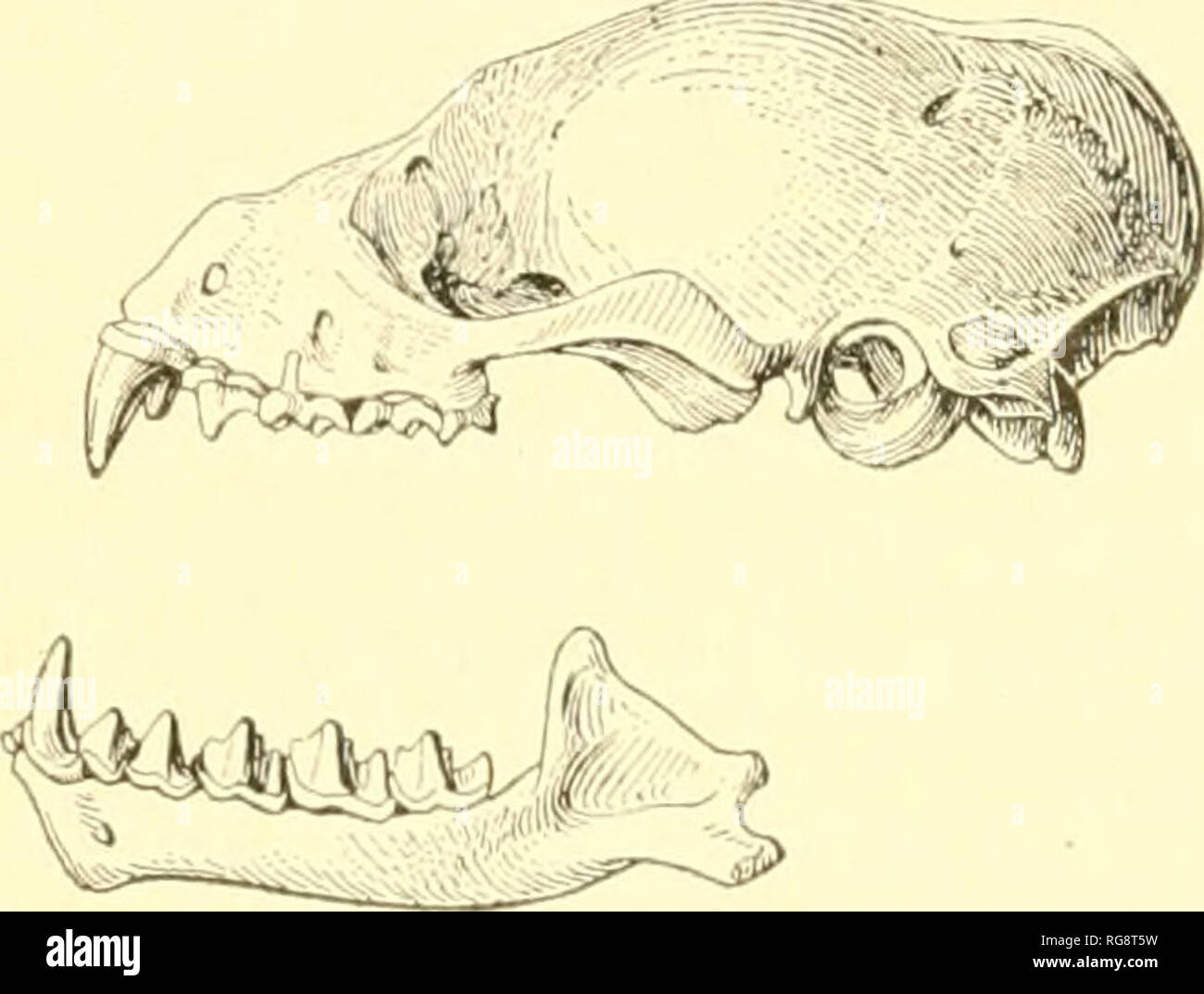 Distinct cranial ridges hi-res stock photography and images - Alamy