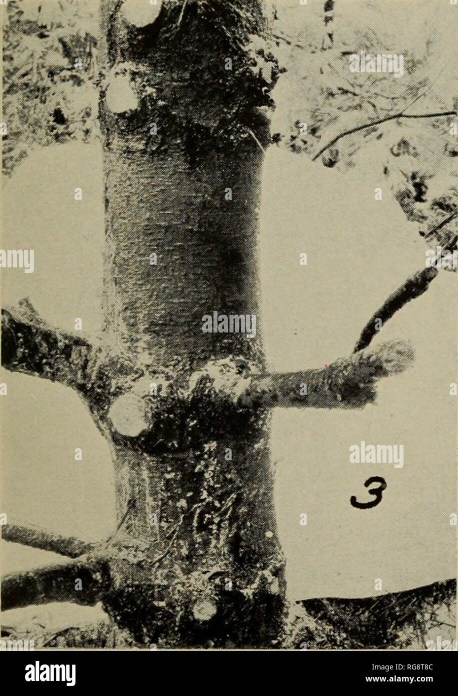 Infected fig tree hi-res stock photography and images - Alamy