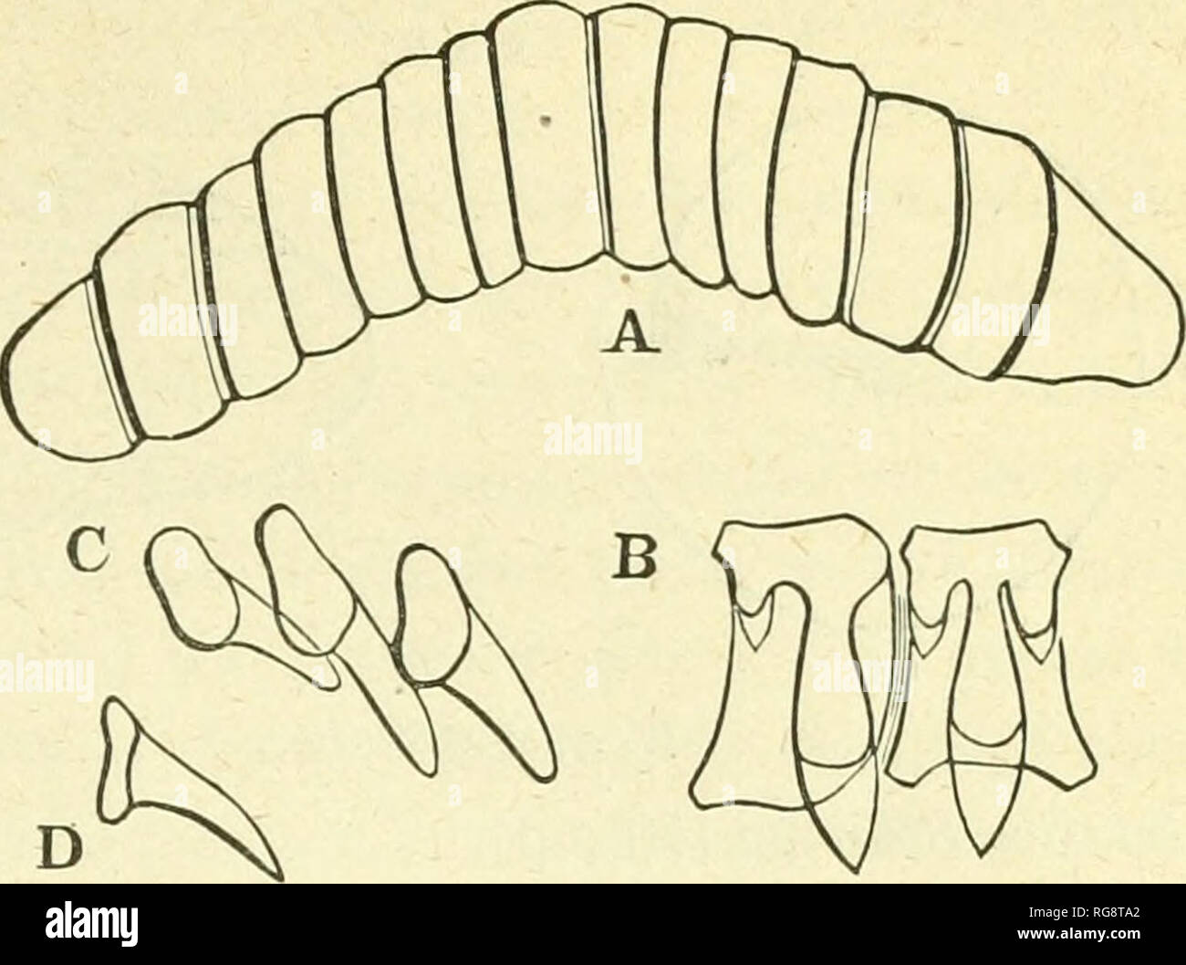 Lower jaw angles hi-res stock photography and images - Alamy