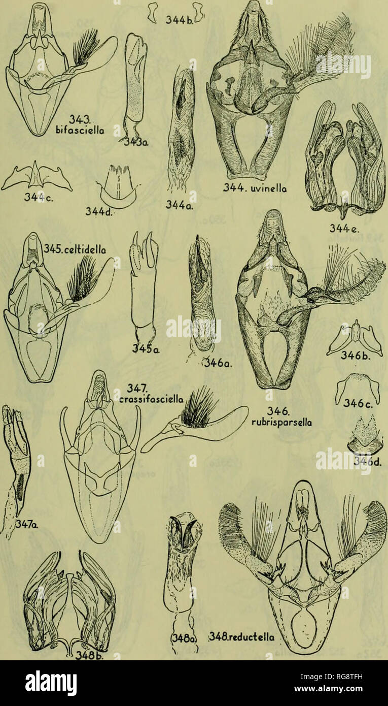 Gnathos hi-res stock photography and images - Alamy