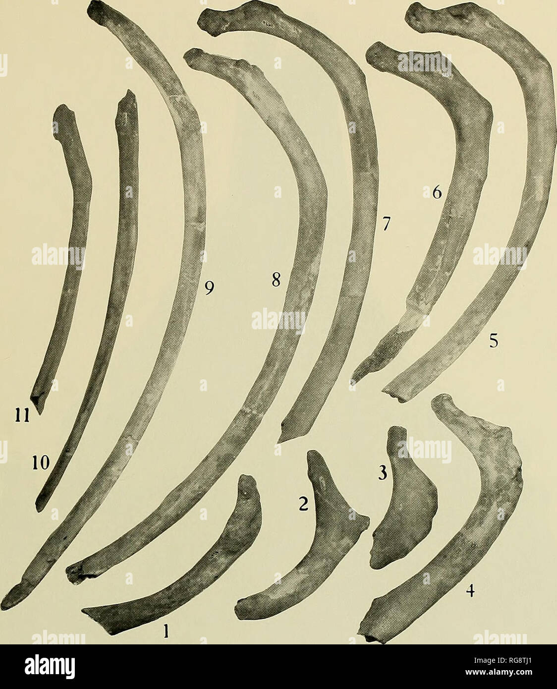 . Bulletin - United States National Museum. Science. U.S. National ...