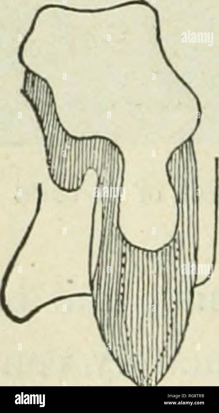 Various tooth types hi-res stock photography and images - Alamy