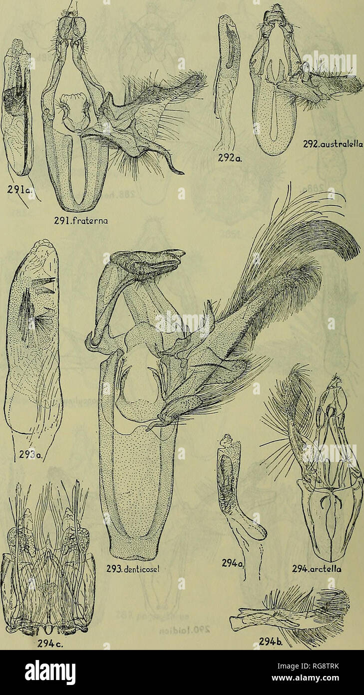 Gnathos hi-res stock photography and images - Alamy