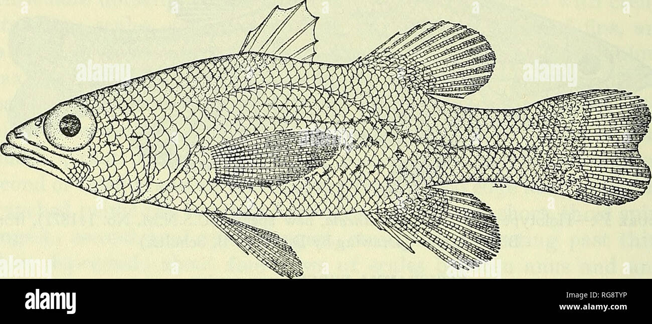 Orm band hi-res stock photography and images - Alamy