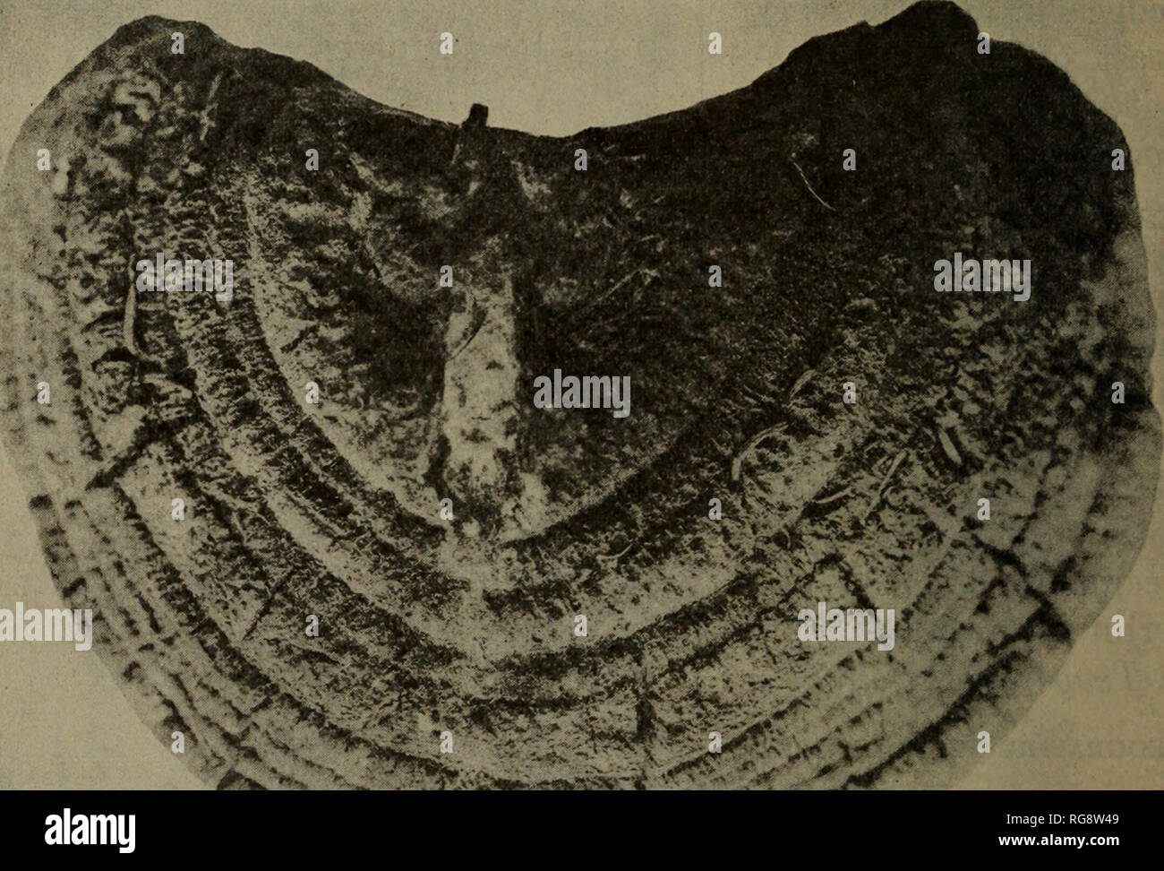 Echinodontium tinctorium hi-res stock photography and images - Alamy