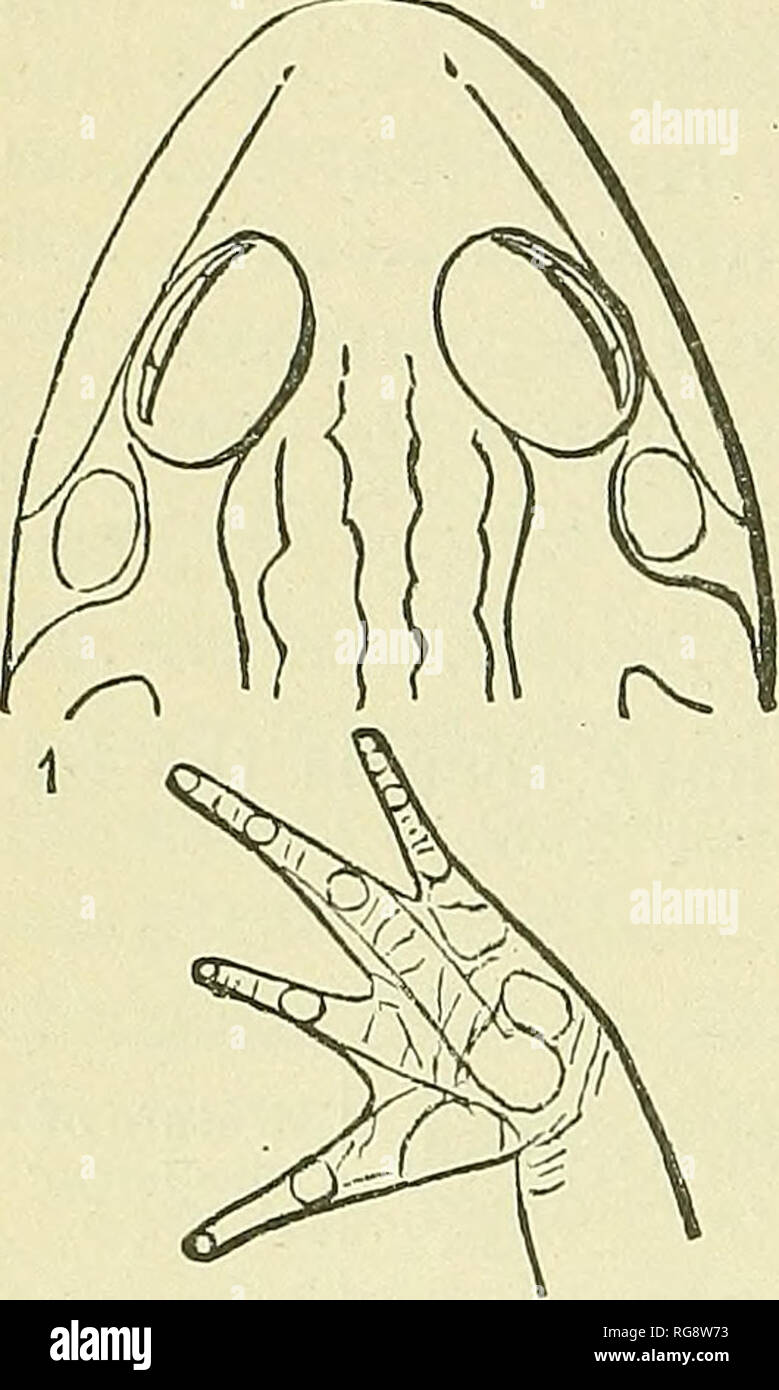 Dorsolateral fold hi-res stock photography and images - Alamy