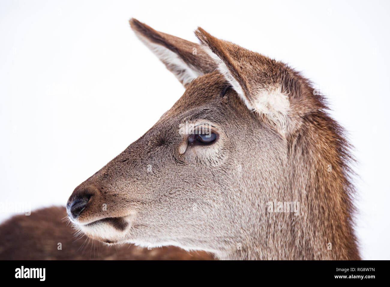 roe deer in winter snow Stock Photo - Alamy