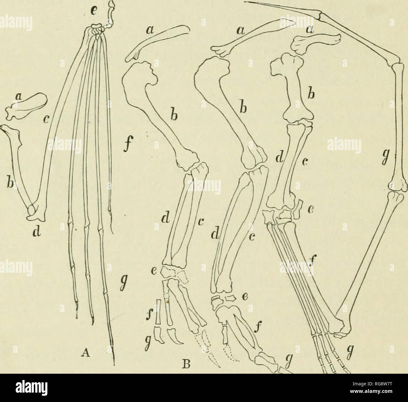 . Bulletin - United States National Museum. Science. 28 BULLETIN 43 ...