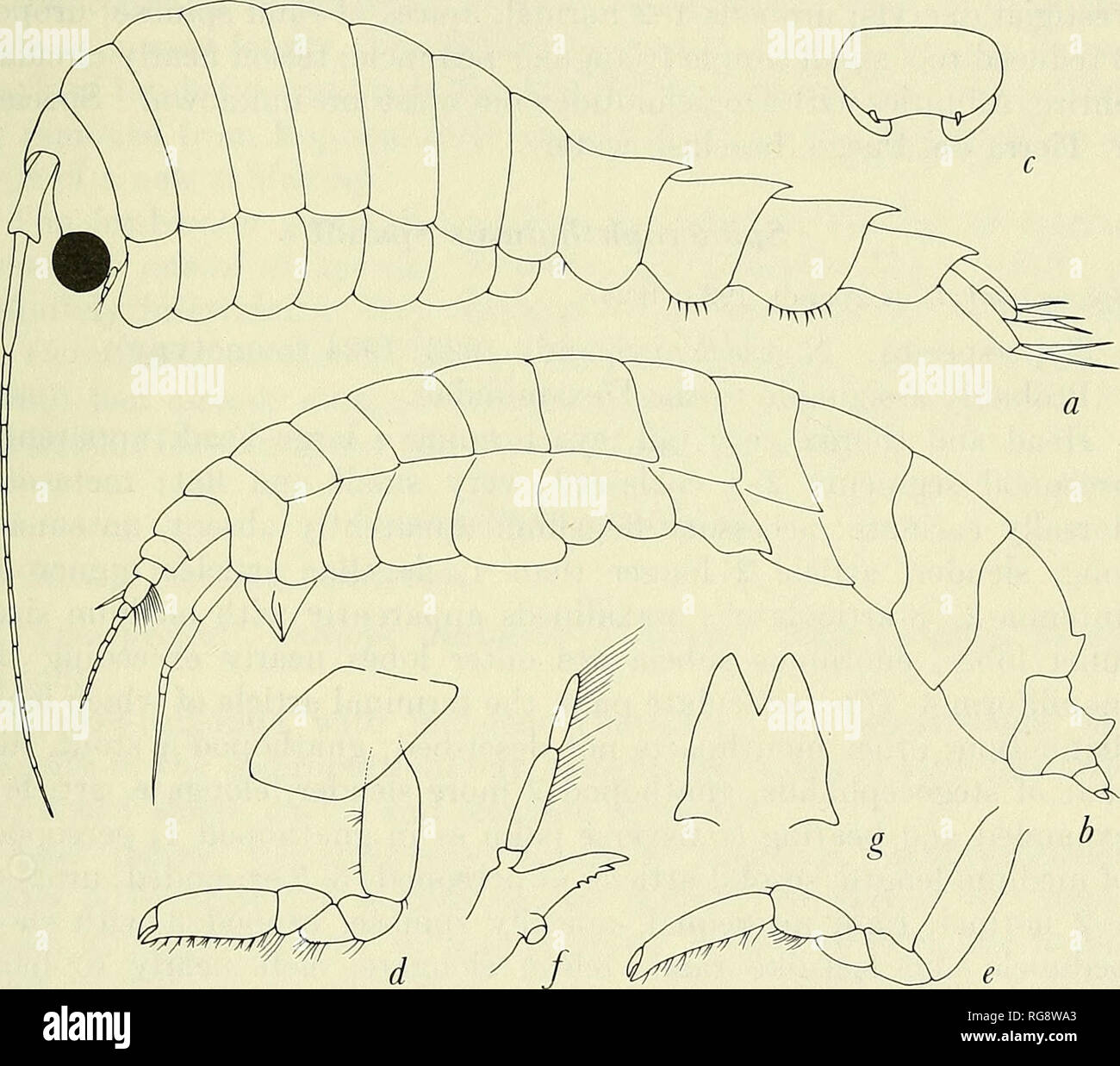 Pedunc hi-res stock photography and images - Alamy