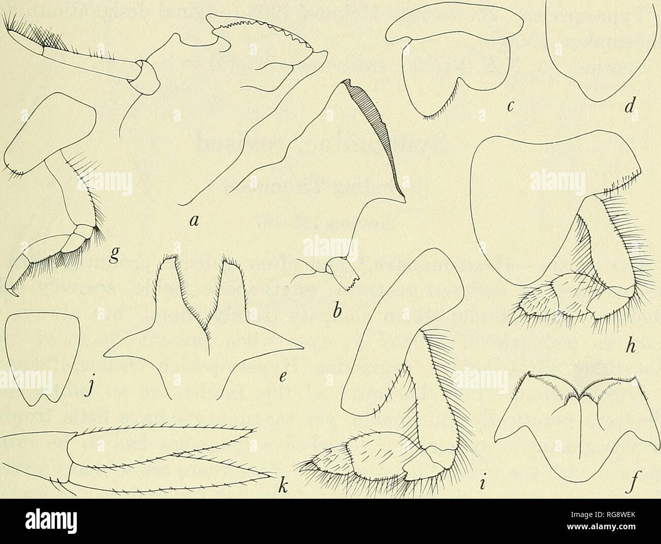 Mandibular first molar hi-res stock photography and images - Alamy