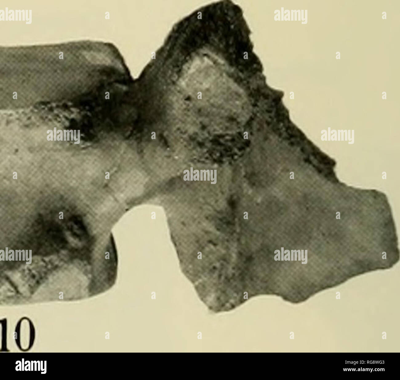 . Bulletin - United States National Museum. Science. Dorsal Vertebrae ...