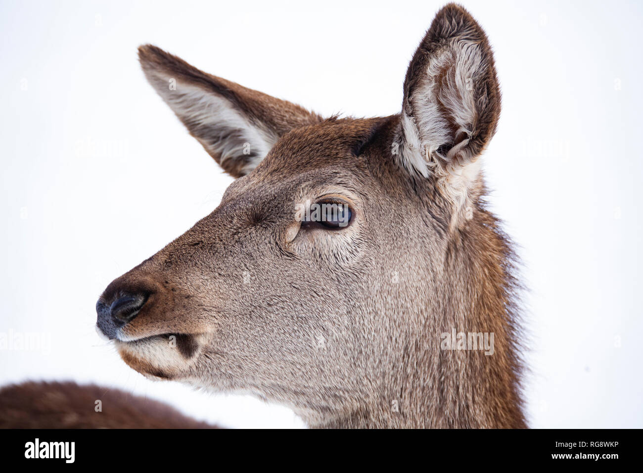 Roe deer in the snow hi-res stock photography and images - Alamy
