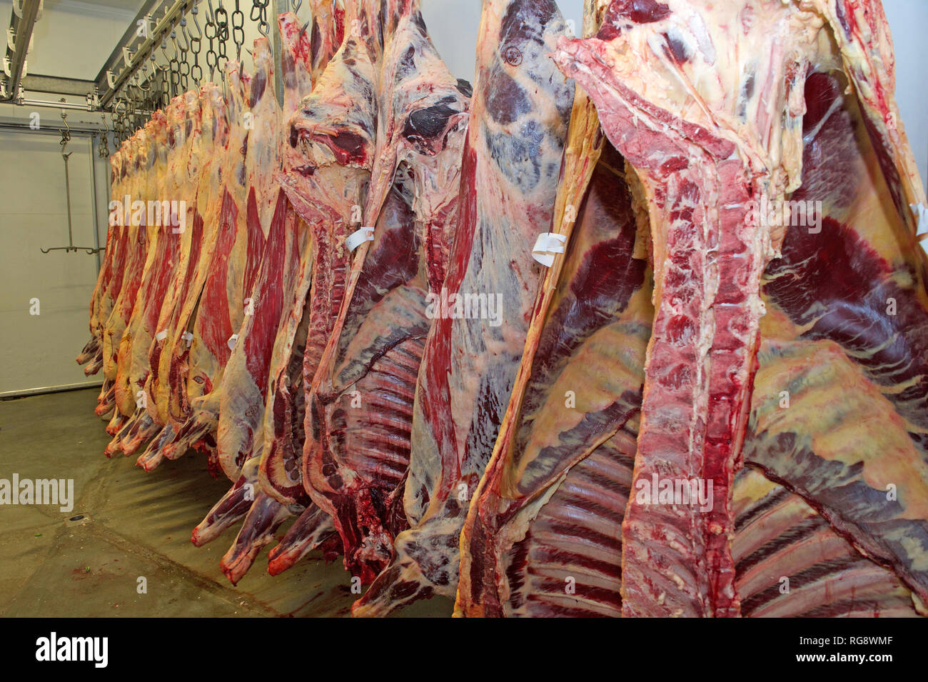 Carcass Freezer High Resolution Stock Photography and Images - Alamy