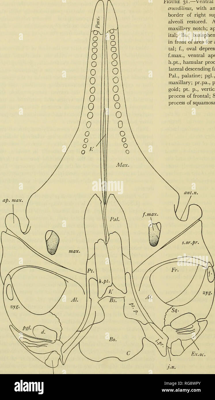 Occipital Condyle Bird