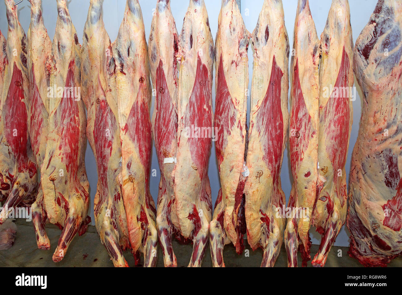 Beef carcasses hanging in an abattoir chill room Stock Photo - Alamy