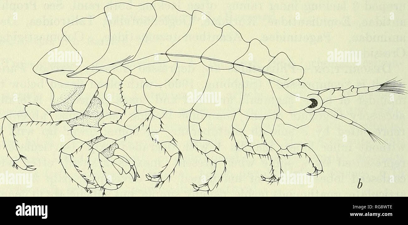 Mandibular molars hi-res stock photography and images - Alamy