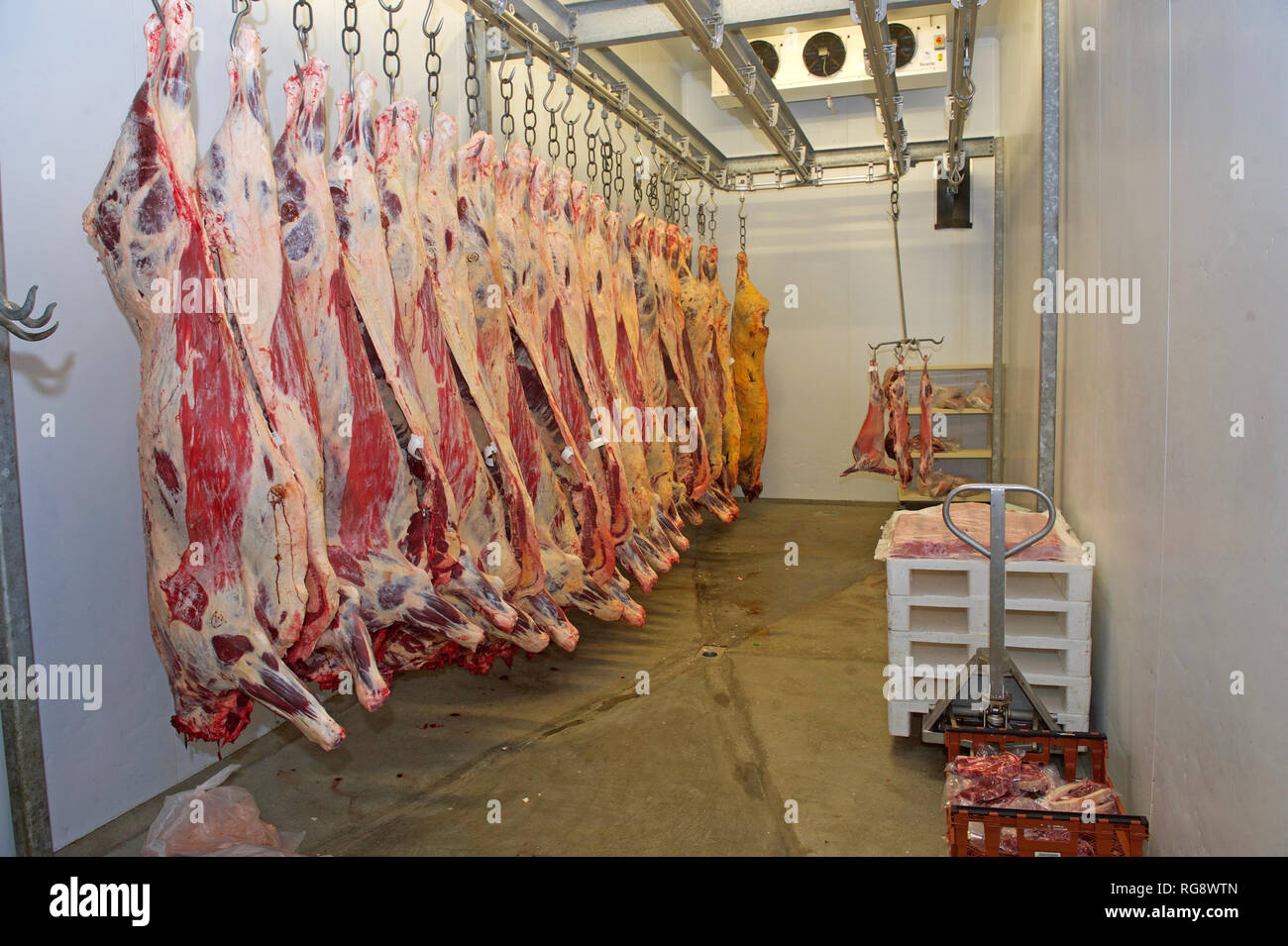 Beef carcasses hanging in an abattoir chill room Stock Photo - Alamy