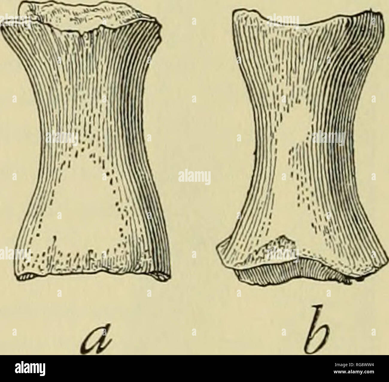Trans radiale hi-res stock photography and images - Alamy
