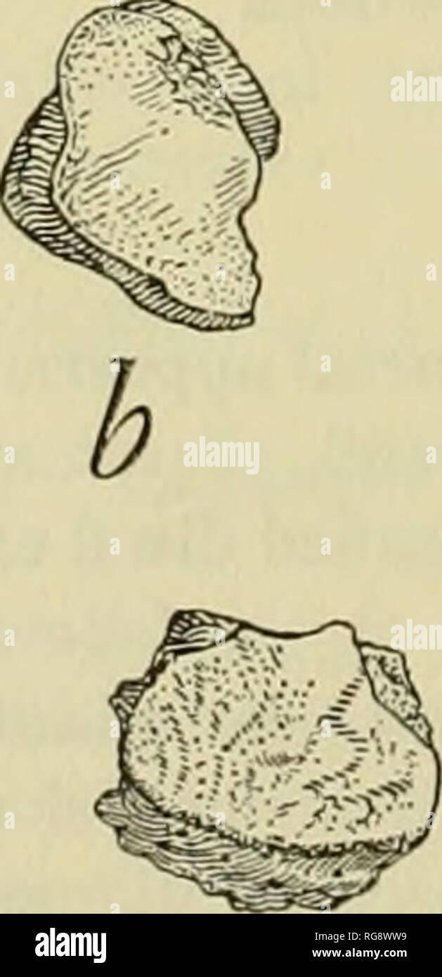 Trans radiale hi-res stock photography and images - Alamy