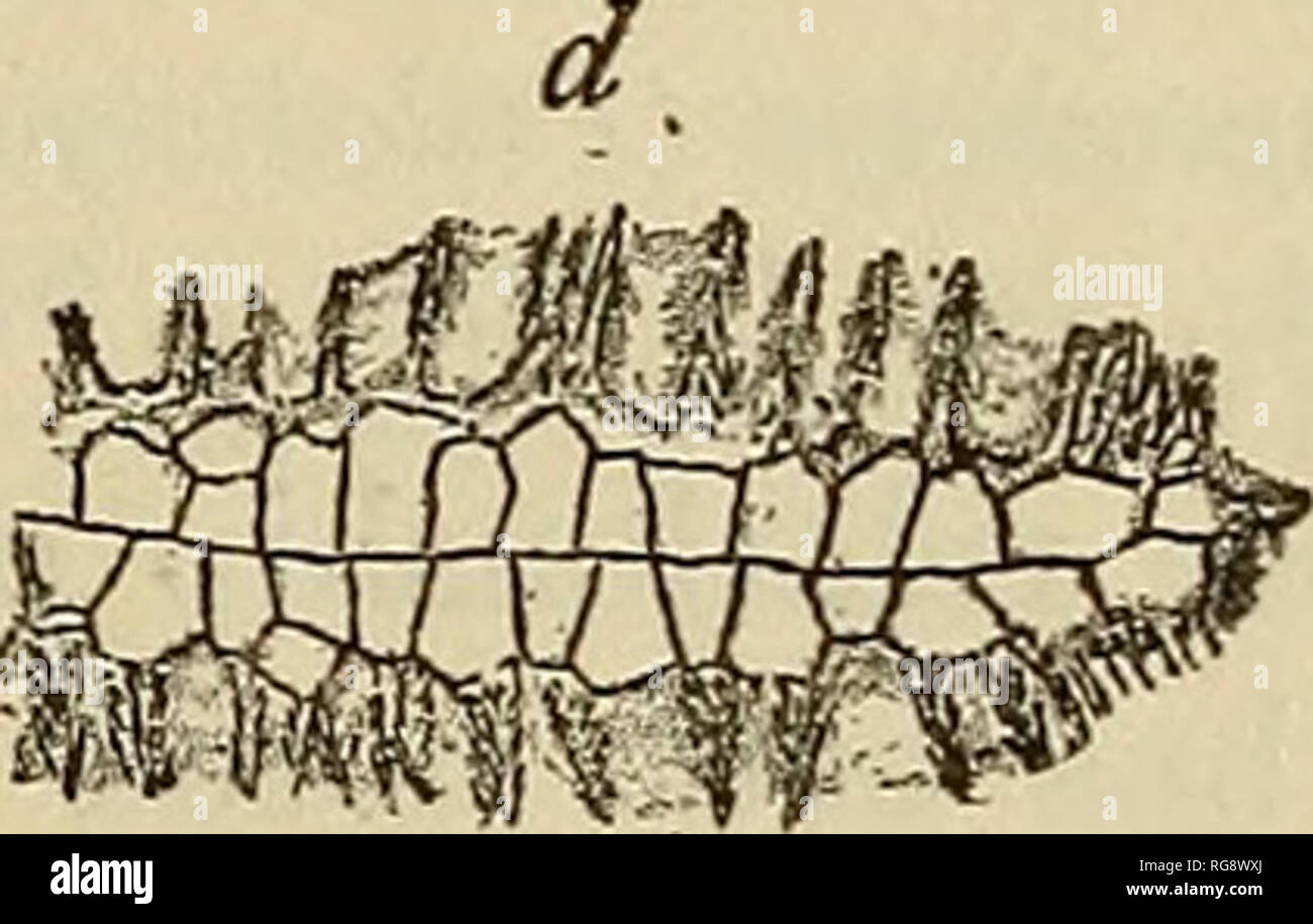 . Bulletin - United States National Museum. Science. EARLY PALEOZOIC ...