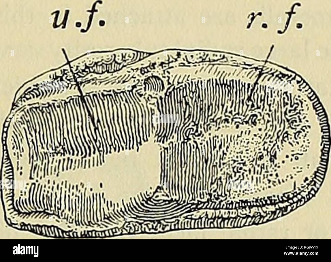 Ulnar tuberosity hi-res stock photography and images - Alamy