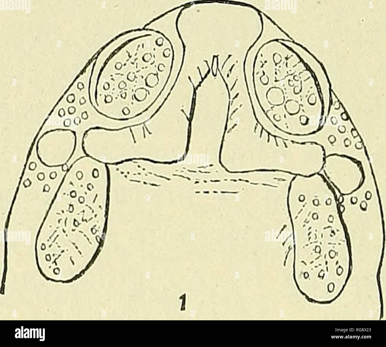 . Bulletin - United States National Museum. Science. 276 BULLETIN 34 ...