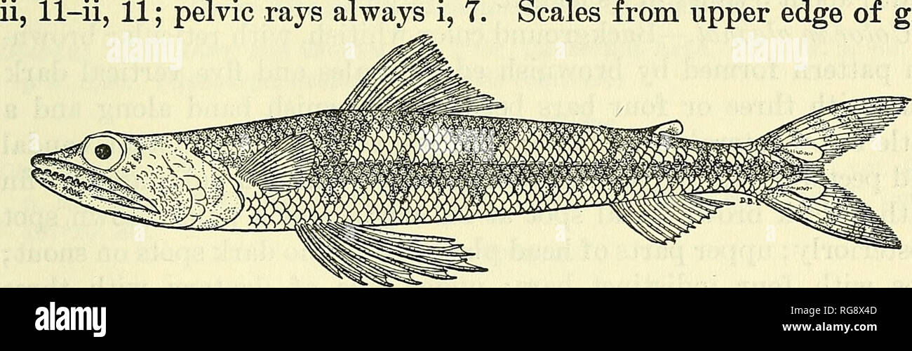 . Bulletin - United States National Museum. Science. FAMILY ...