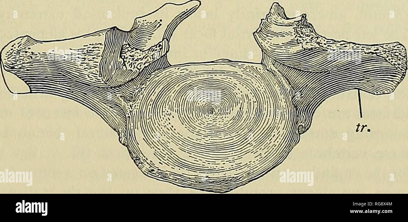 . Bulletin - United States National Museum. Science. Figure 13 ...
