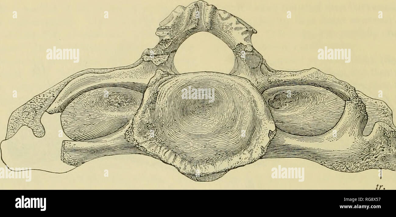 . Bulletin - United States National Museum. Science. 20 UNITED STATES ...