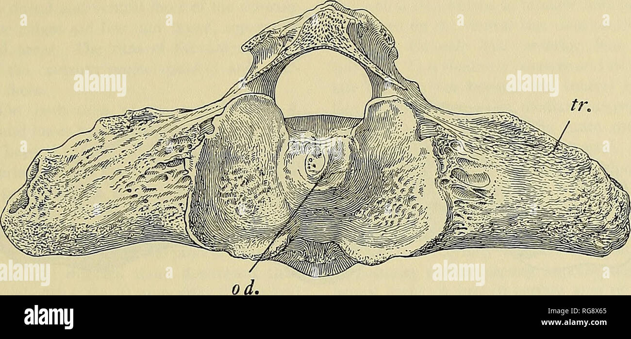 Transverse process of the atlas hi-res stock photography and images - Alamy