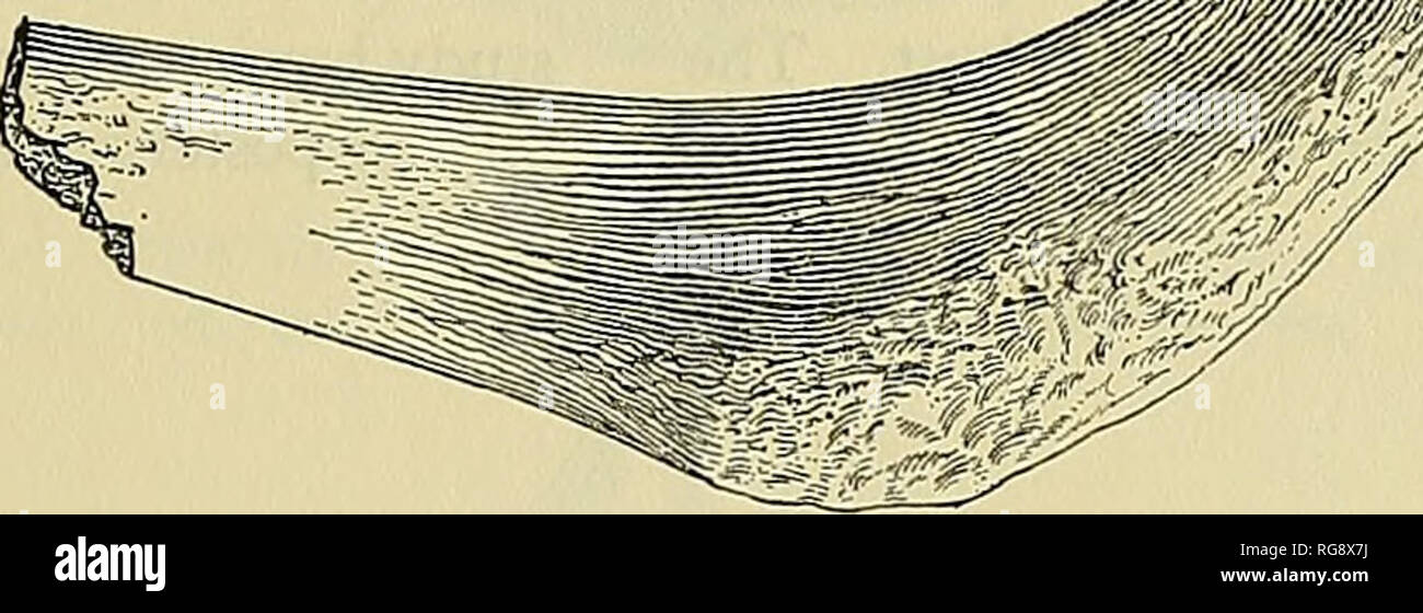 . Bulletin - United States National Museum. Science. Figure 8.—Views of ...