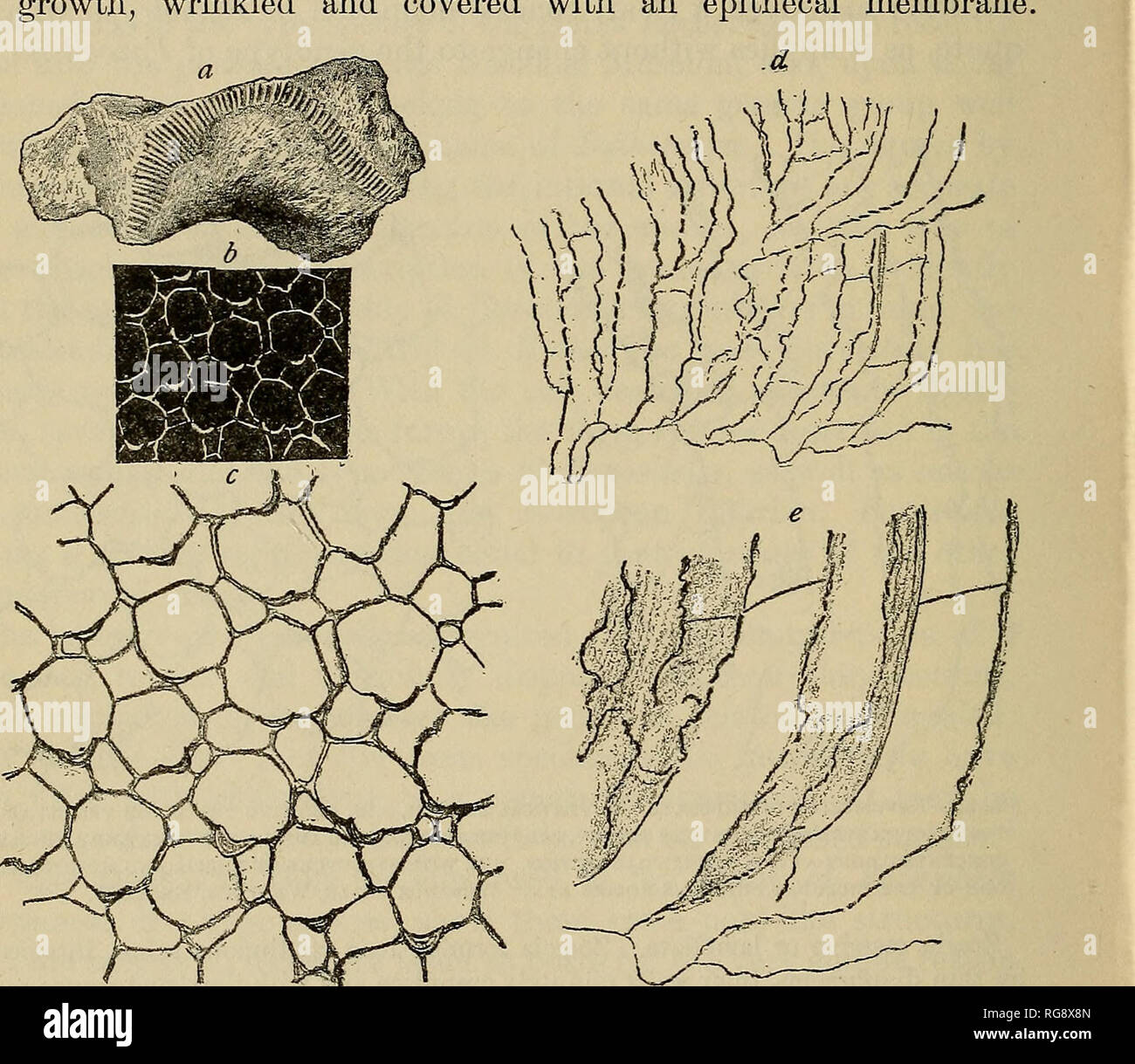 Genotype mm hi-res stock photography and images - Alamy