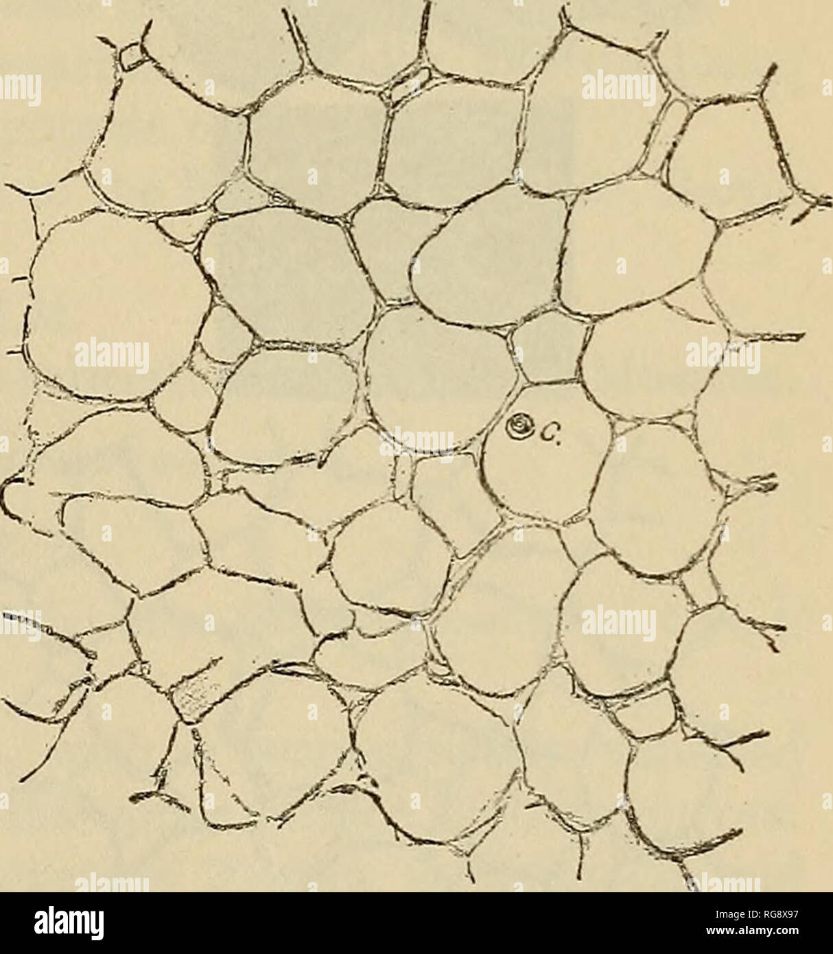 Siliceous bodies hi-res stock photography and images - Alamy