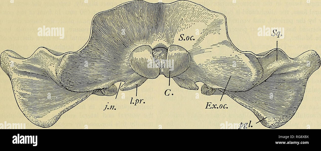 Posterior cranial fossa hi-res stock photography and images - Alamy