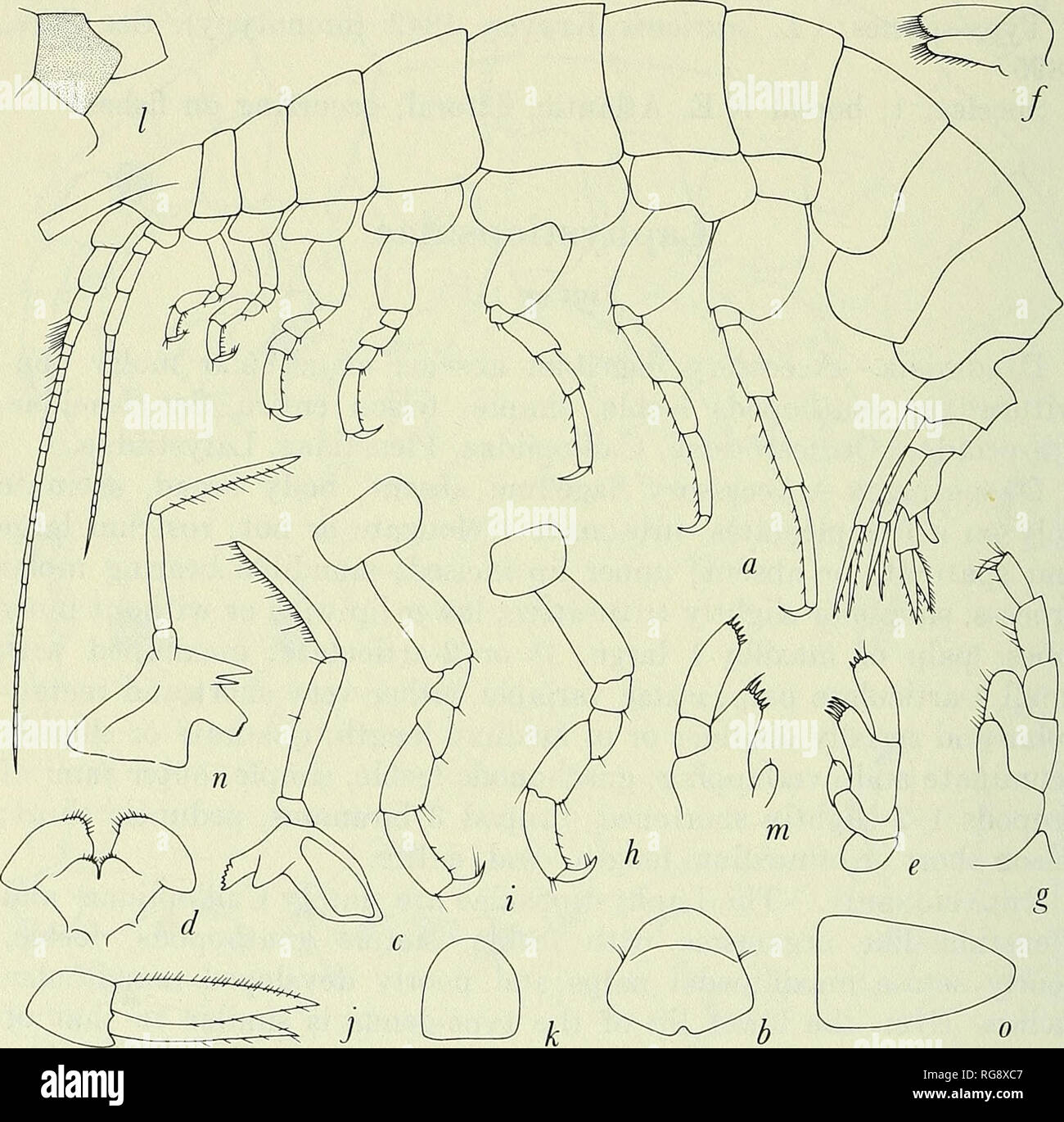 . Bulletin - United States National Museum. Science. 284 U.,S. NATIONAL ...