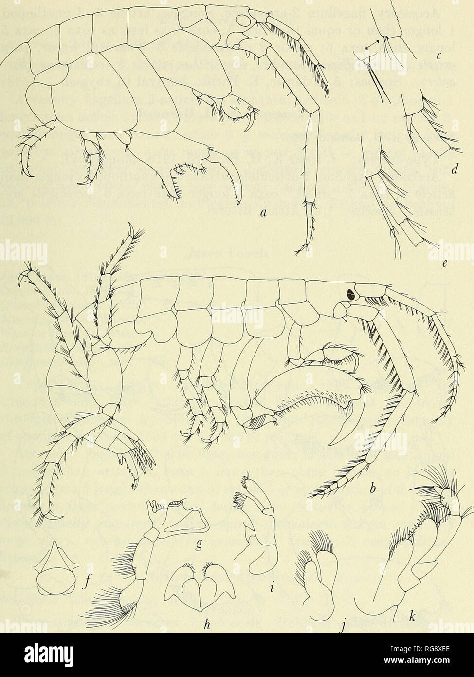 . Bulletin - United States National Museum. Science. MARINE GAMMARIDEAN ...