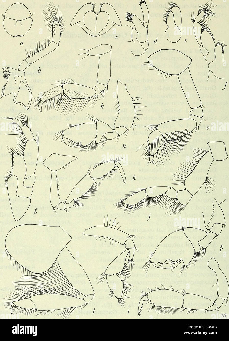 D pilosus hi-res stock photography and images - Alamy