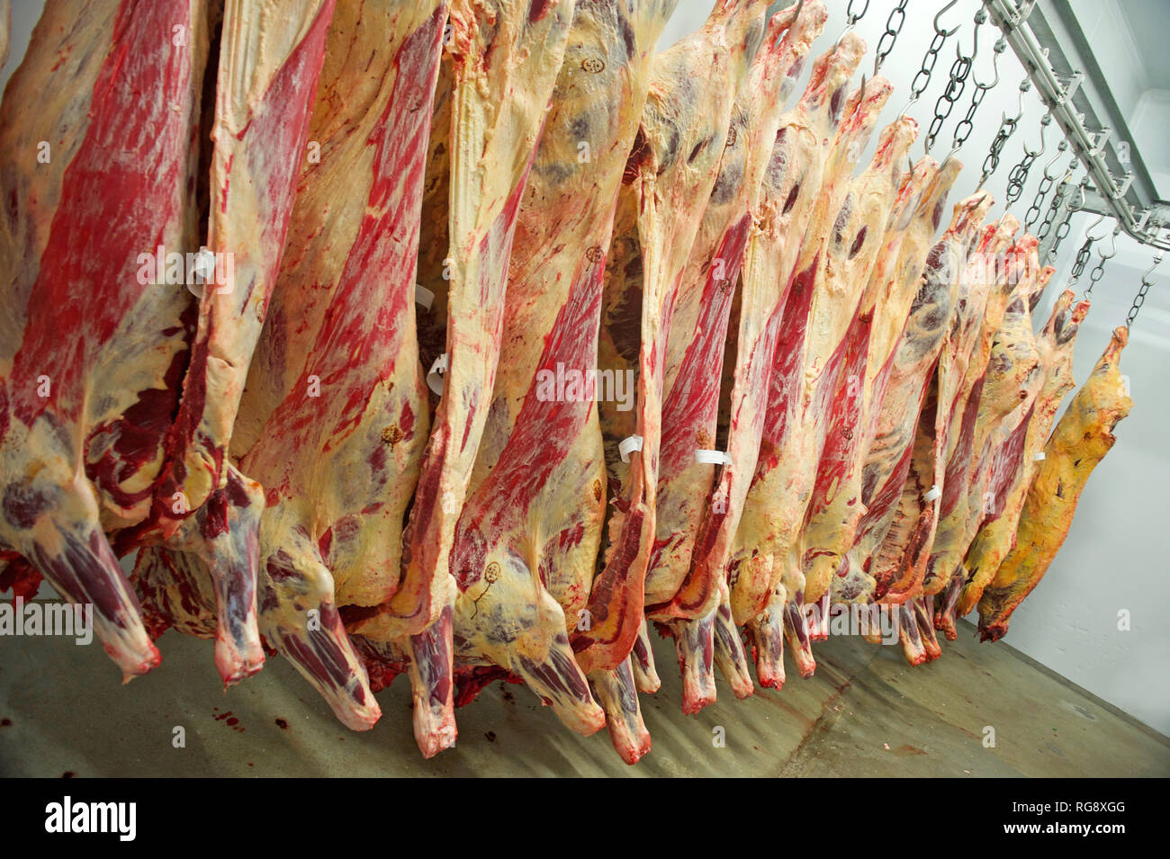 Beef carcasses hanging in an abattoir chill room Stock Photo - Alamy