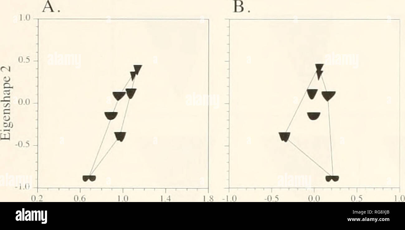 . Bulletins of American paleontology. Leaf Shape Models: MacLeod 229 ...
