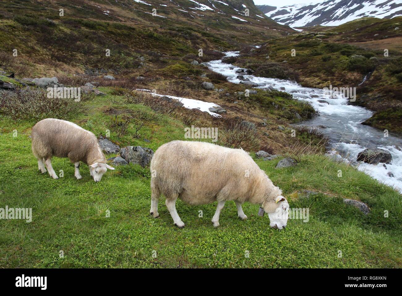 Sheep in tundra biome landscape in Norway. Mountain stream in ...