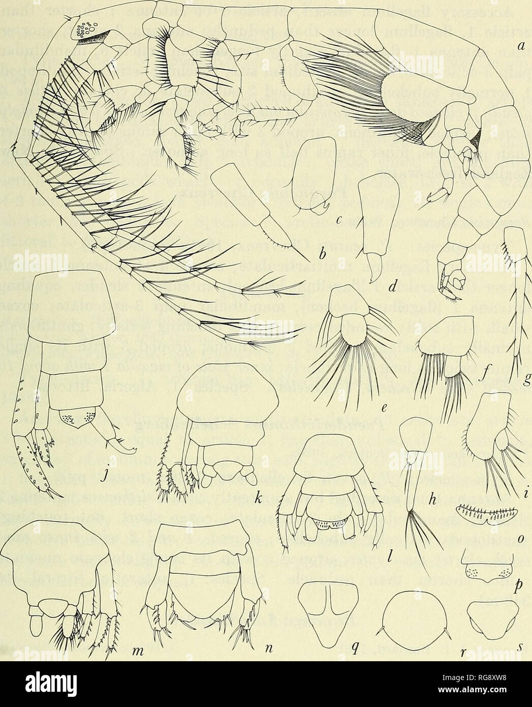 Corophiidae hi-res stock photography and images - Alamy