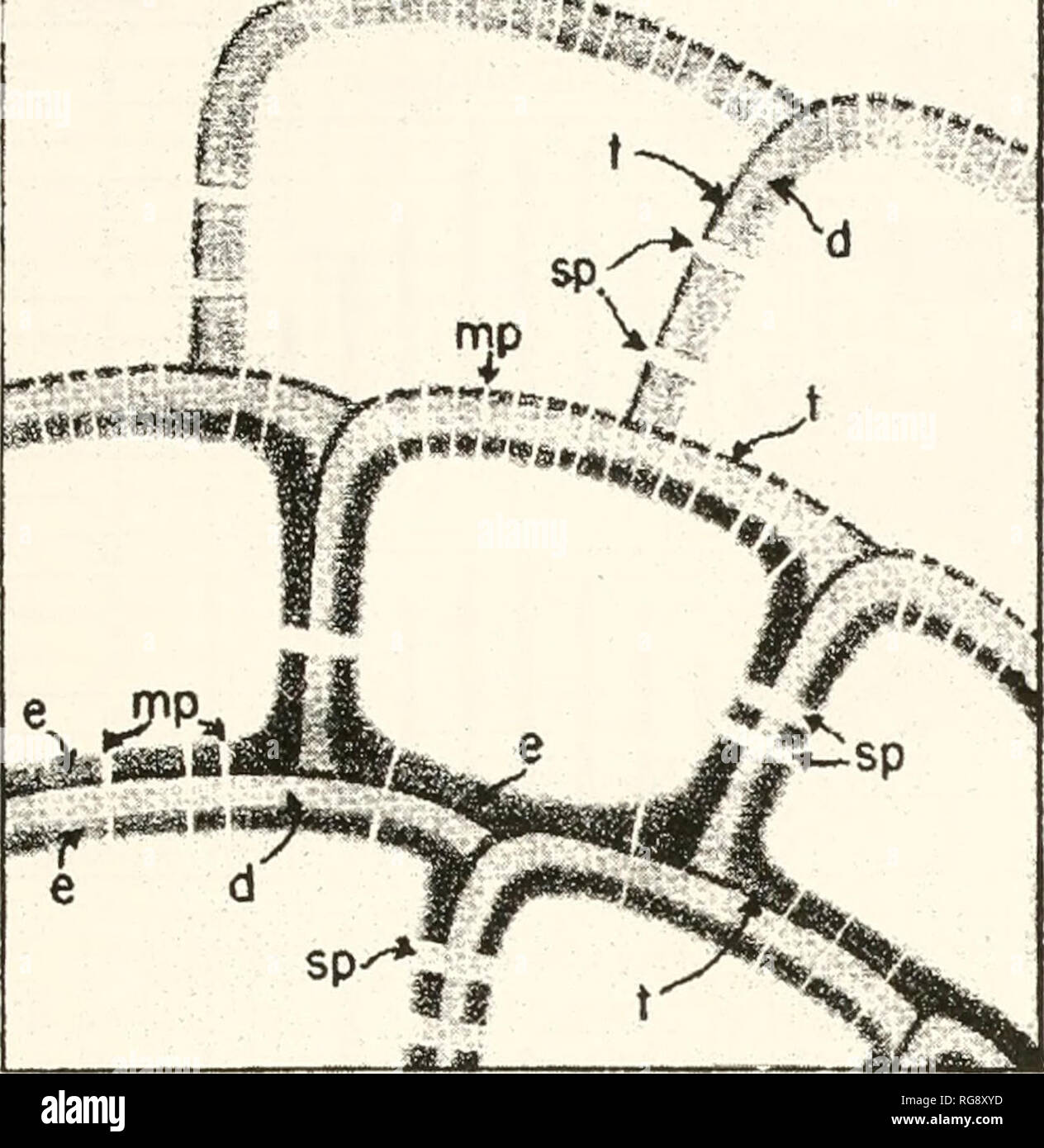 . Bulletins of American paleontology. FusuLiNiD Wall Structure: Groves ...