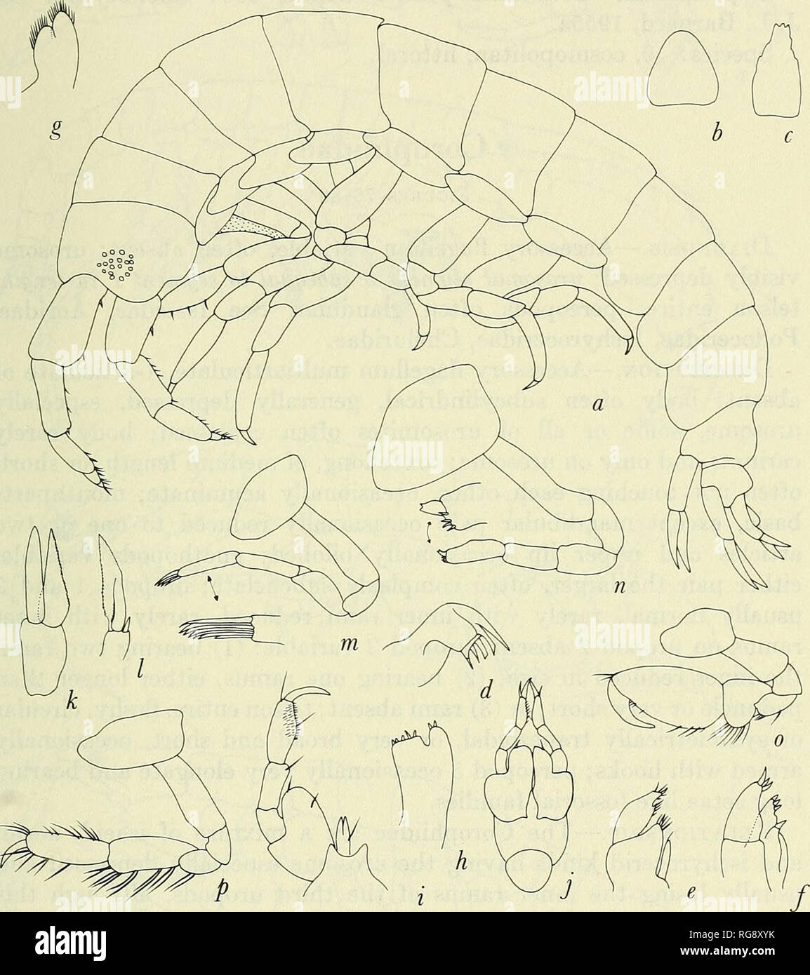 Mandibular palps hi-res stock photography and images - Alamy
